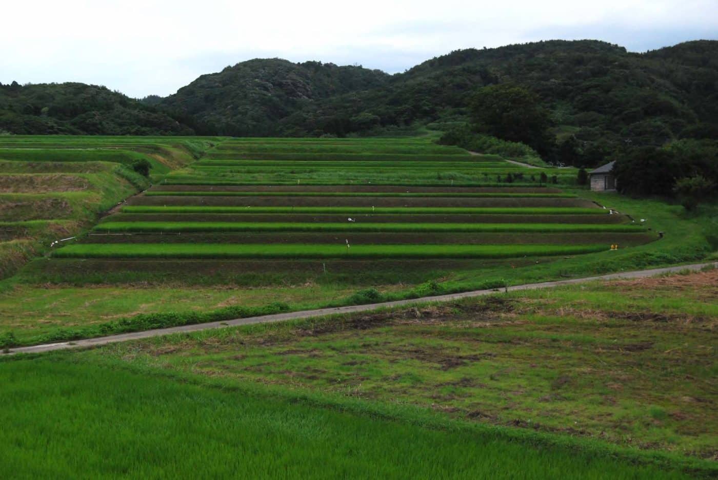 La vida misionera es como la agricultura - OMF | Mission among East ...