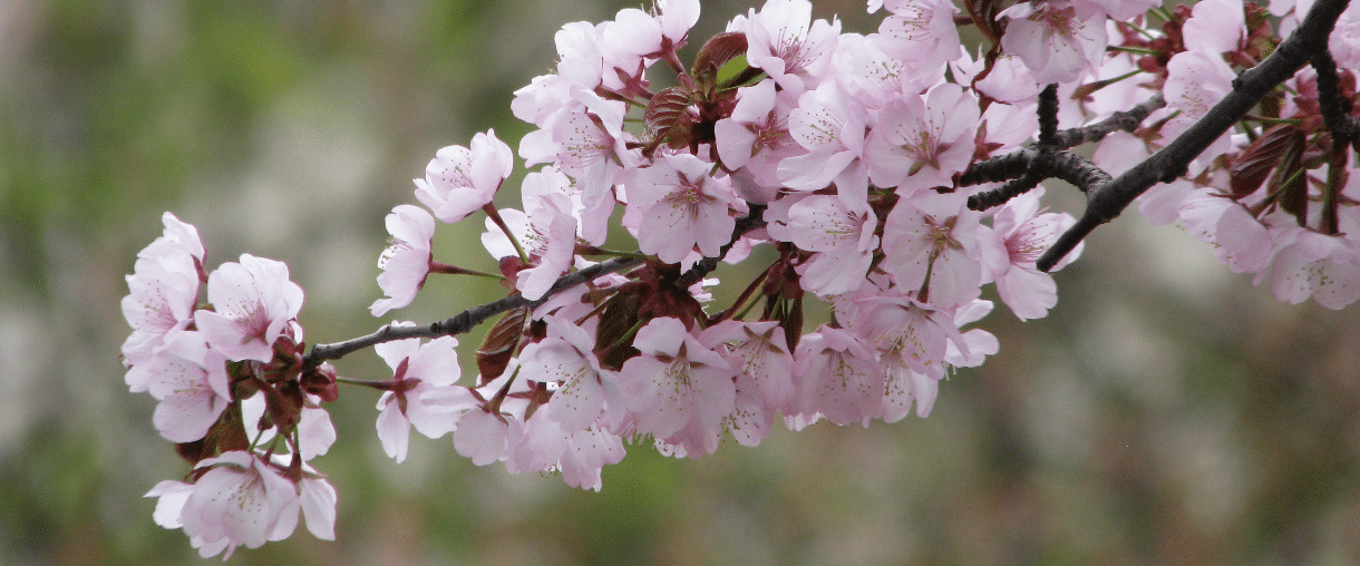 Japan Prayer Fuel April 2023 - OMF Thailand | Mission among East Asia's people